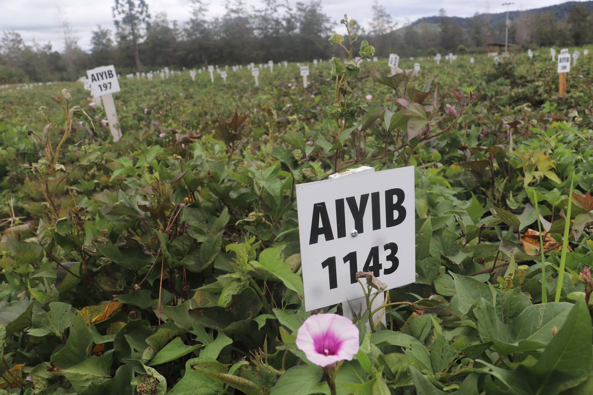 Sweetpotato - Crop Trust