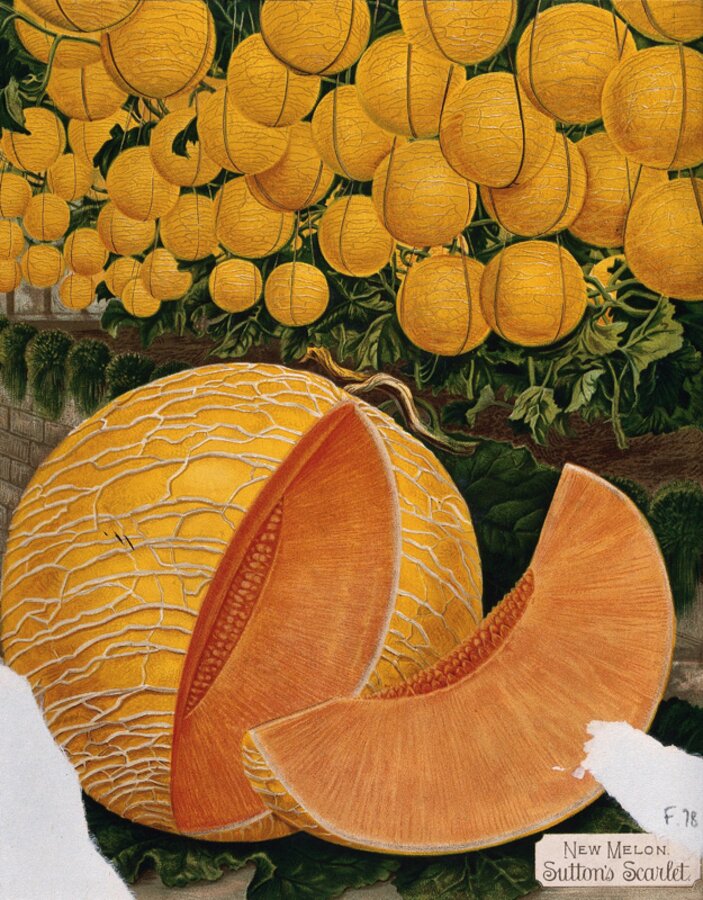 Protecting Your Pumpkin from Climate Change - Crop Trust