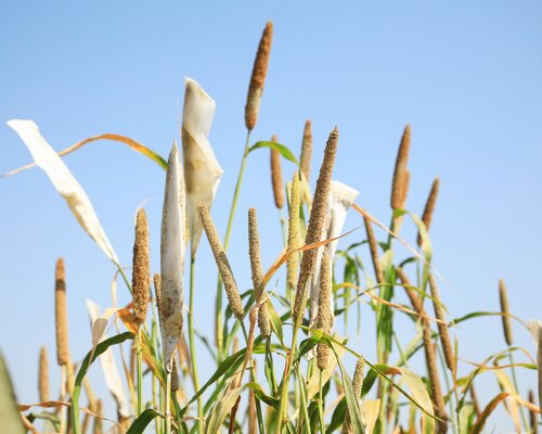 bajra crop