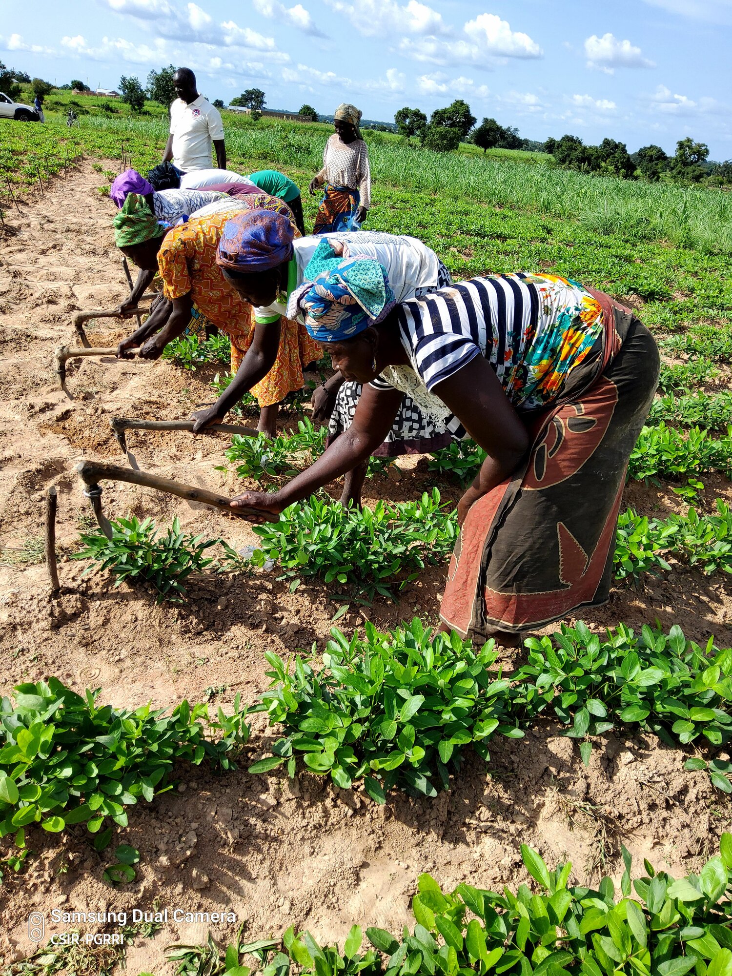Bambara groundnut - Crop Trust
