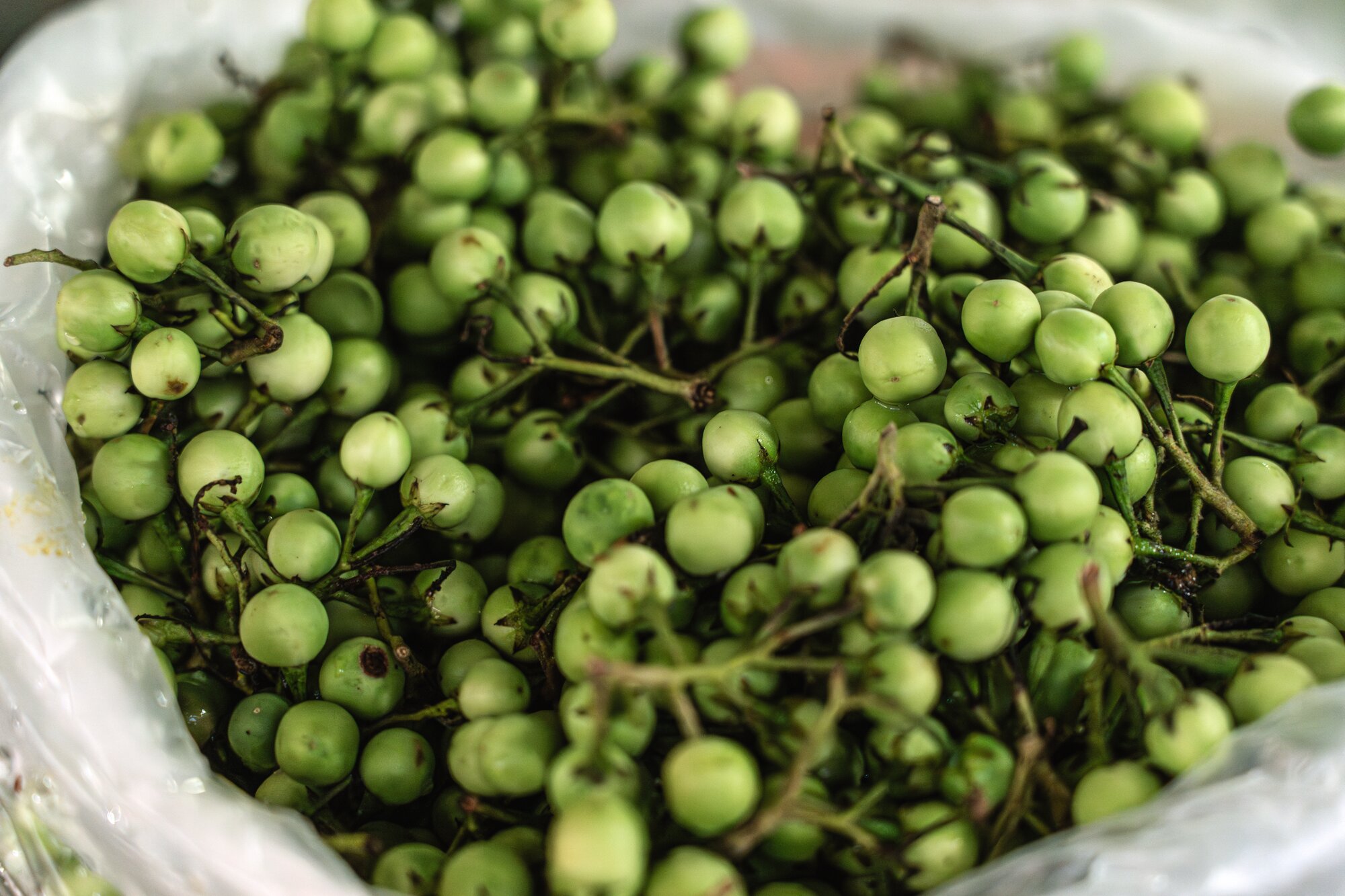 Turkey berry - Crop Trust