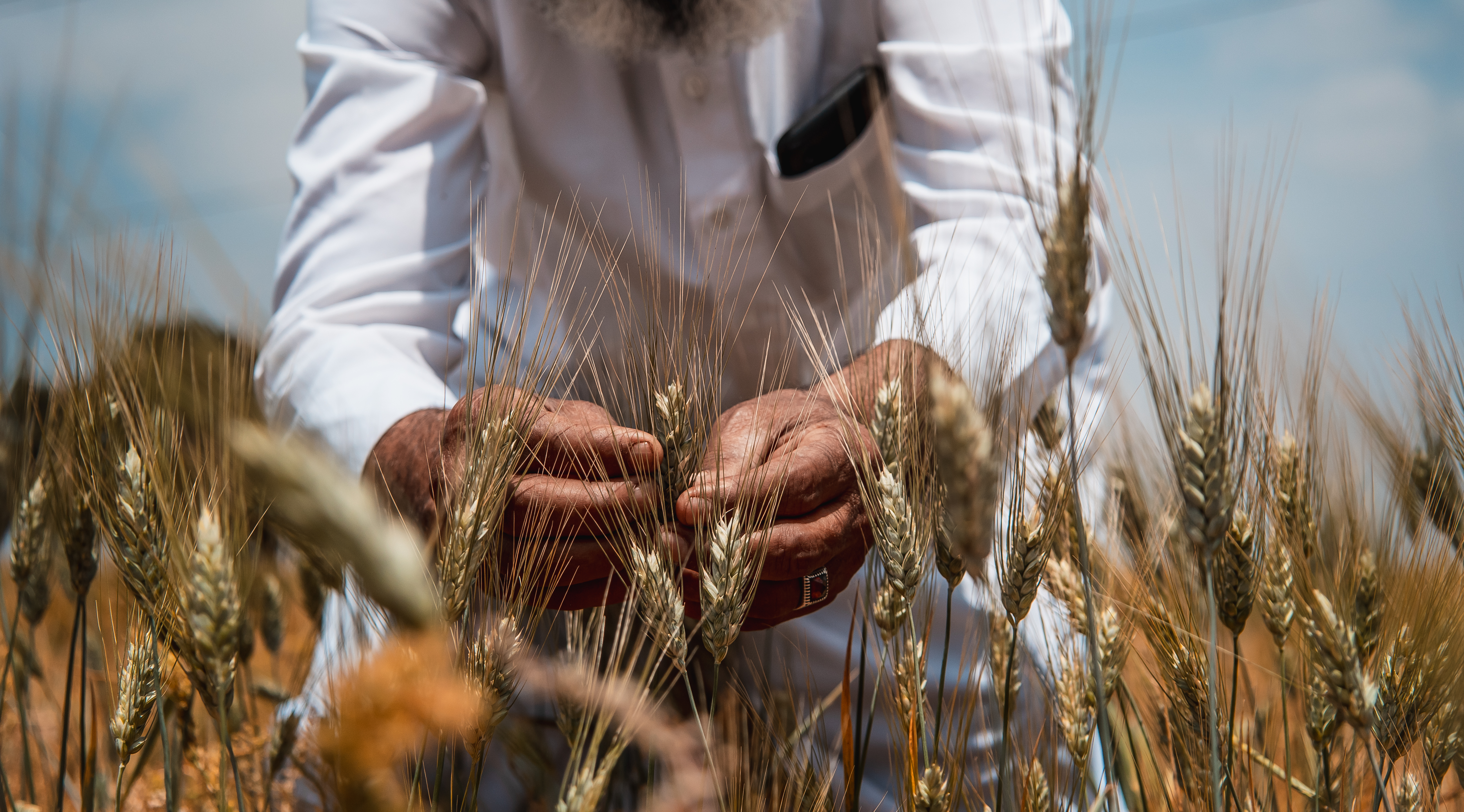 New Drought-tolerant Durum Wheat Variety Proves Its Worth in Morocco ...