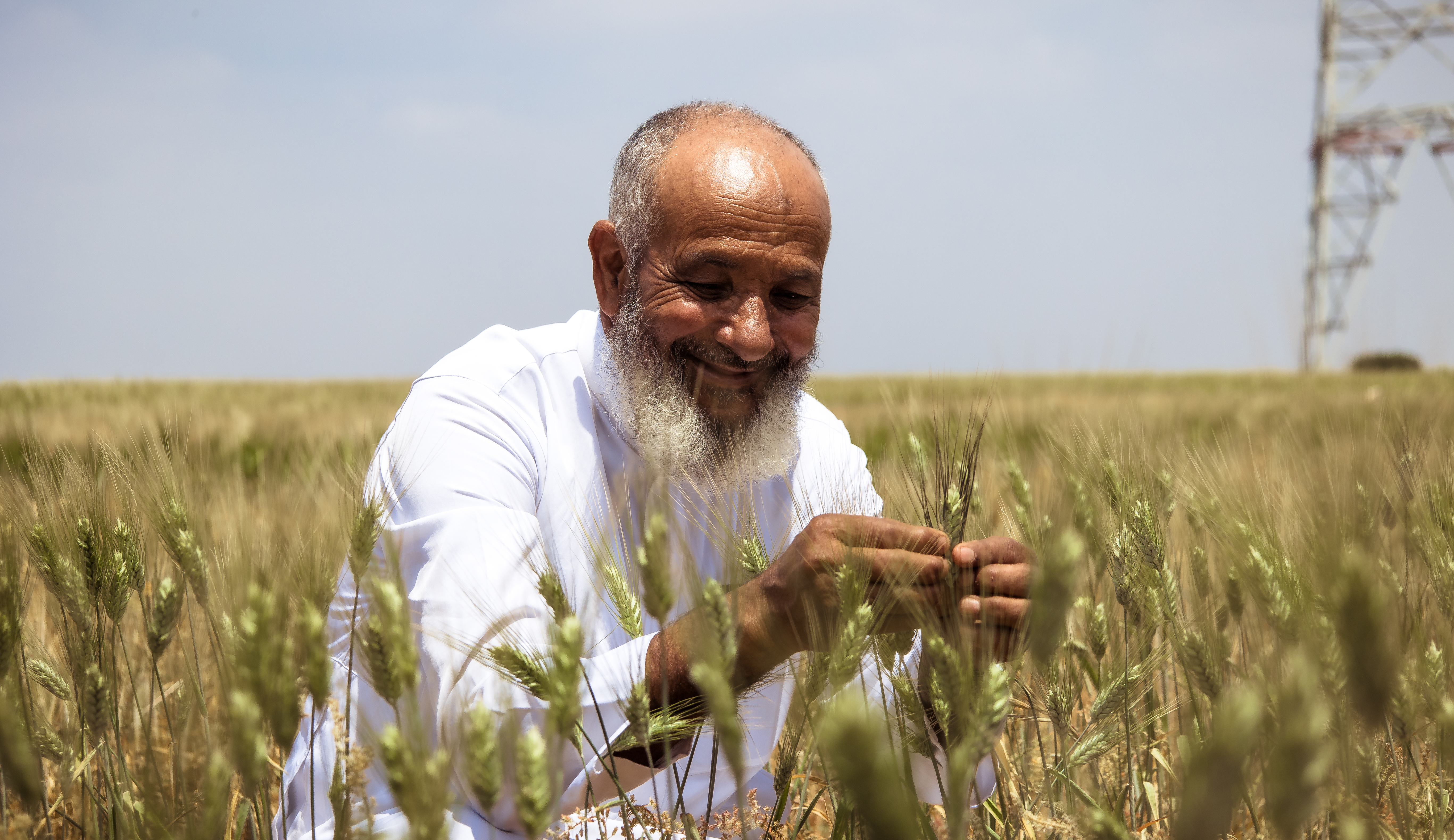 New Drought-tolerant Durum Wheat Variety Proves Its Worth in Morocco ...