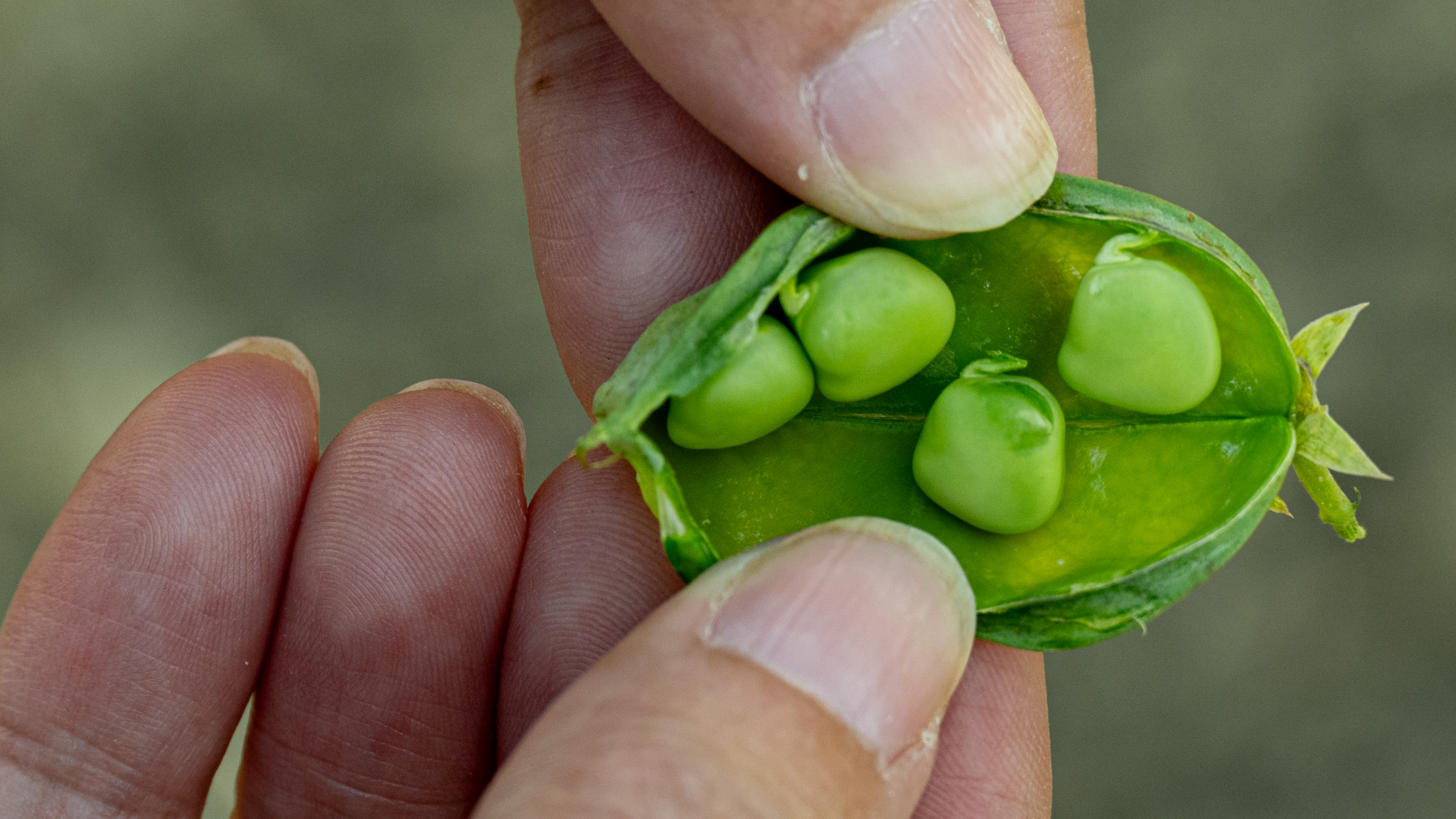 Breaking the Stigma of Grasspea in South Asia - Crop Trust