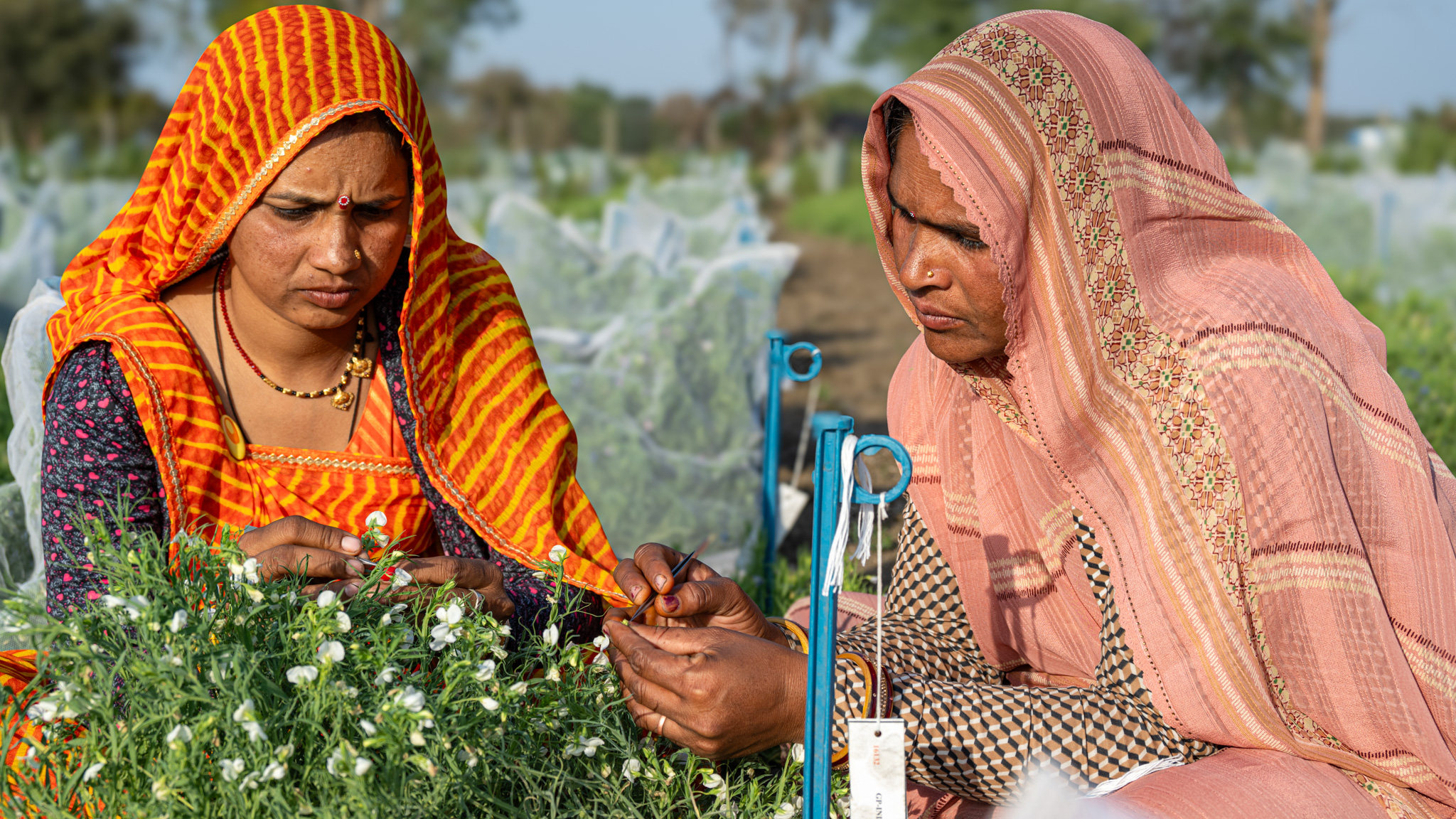 Breaking the Stigma of Grasspea in South Asia - Crop Trust
