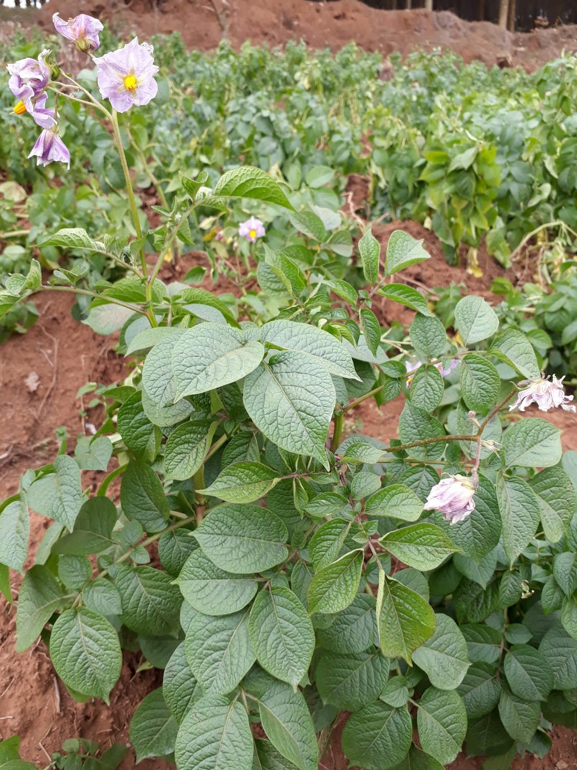 Economic benefits of an improved potato variety in Uganda were 10 times ...